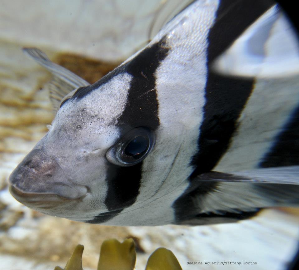 striped beakperch | Better Know a Fish!