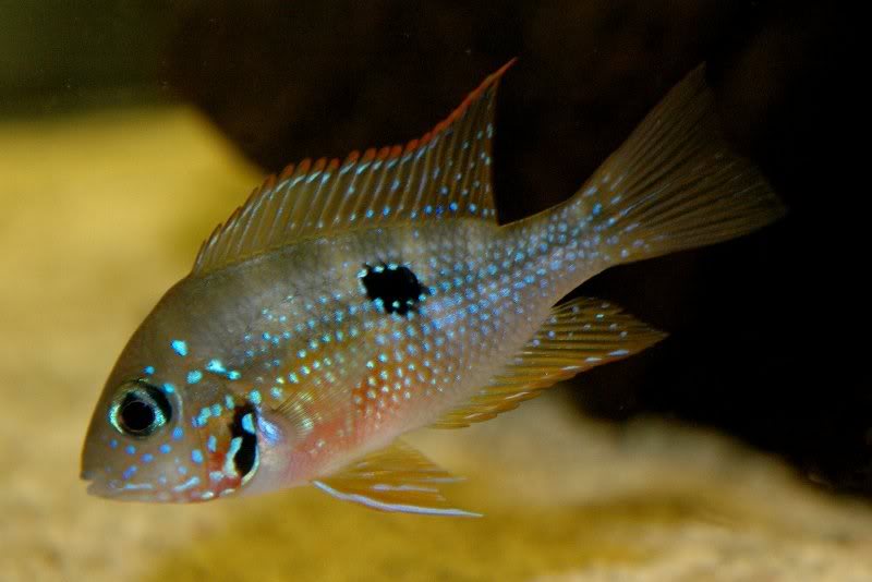 Ellioti Cichlid Mexican Fire Mouth Thorichthys Ellioti Stock Photo